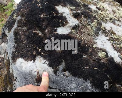 Slender Fringe-moss (Racomitrium sudeticum), Plantae, Yukon, Canada ...