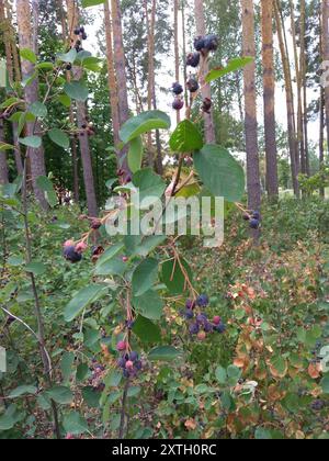 Dwarf Serviceberry (Amelanchier × spicata) Plantae Stock Photo - Alamy