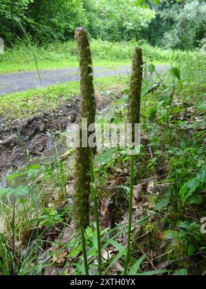 Spiked rampion (Phyteuma spicatum) Plantae Stock Photo - Alamy