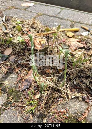 Common Cudweed (Filago germanica) Plantae Stock Photo - Alamy