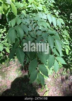 Japanese zelkova (Zelkova serrata) Plantae Stock Photo - Alamy