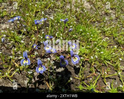 harlequin calicoflower (Downingia insignis) Plantae Stock Photo - Alamy