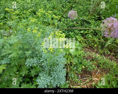 Rue (Ruta graveolens) Plantae Stock Photo - Alamy