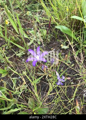 crown brodiaea (Brodiaea coronaria) Plantae Stock Photo - Alamy