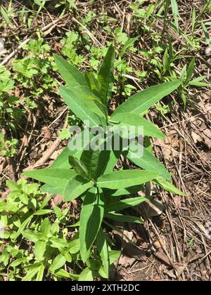 dogbane family (Apocynaceae) Plantae Stock Photo - Alamy
