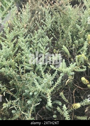 Woolly Seablite (Suaeda taxifolia) Plantae Stock Photo - Alamy