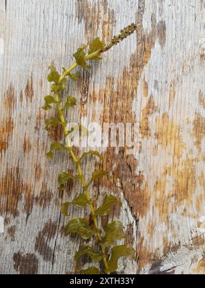 Perfoliate Pondweed (Potamogeton perfoliatus) Plantae Stock Photo - Alamy