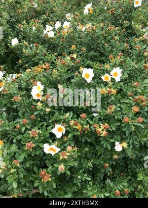 Macartney's rose (Rosa bracteata) Plantae Stock Photo - Alamy