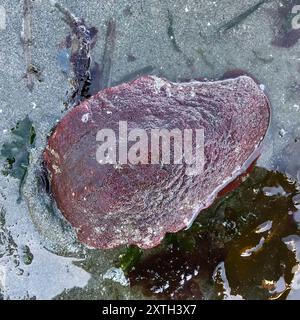 Gumboot Chiton (Cryptochiton stelleri) Mollusca Stock Photo - Alamy