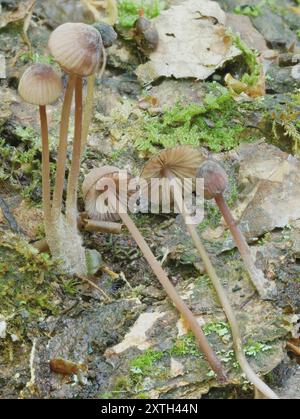 Bleeding Bonnet (Mycena sanguinolenta) Fungi Stock Photo - Alamy