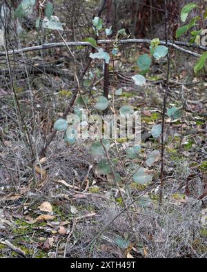 grey box (Eucalyptus microcarpa Stock Photo - Alamy