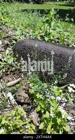 milkwort (Polygala paniculata) Plantae Stock Photo - Alamy