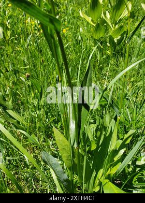 American bistort (Bistorta bistortoides) Plantae Stock Photo - Alamy