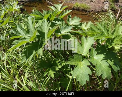 common cowparsnip (Heracleum maximum) Plantae Stock Photo - Alamy