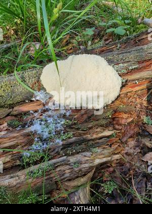 (Fuligo septica candida) Protozoa Stock Photo - Alamy