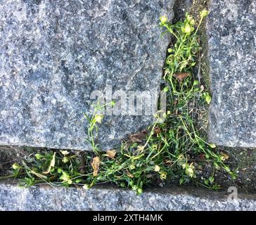 Procumbent Pearlwort (Sagina procumbens) Plantae Stock Photo - Alamy