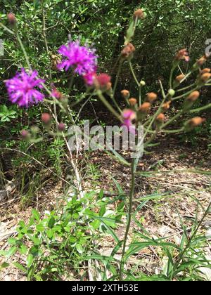Texas ironweed (Vernonia texana), Plantae, Hot Springs, AR, USA Stock ...