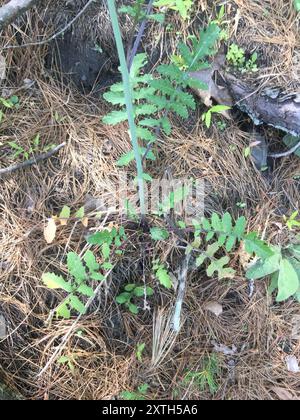 Isle of Man Cabbage (Coincya monensis Stock Photo - Alamy
