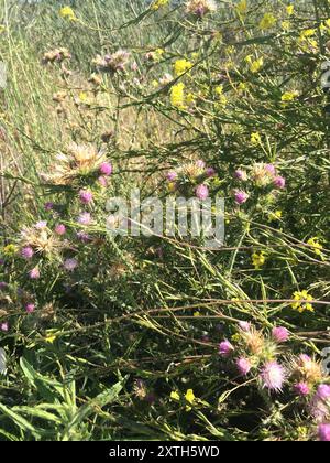 Slender Thistle (Carduus tenuiflorus) Plantae Stock Photo - Alamy