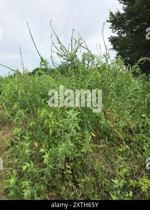 velvetweed (Oenothera curtiflora) Plantae Stock Photo - Alamy