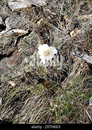 Arizona mariposa lily (Calochortus ambiguus) Plantae Stock Photo - Alamy