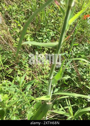 Velvet Panicum (Dichanthelium scoparium), Plantae, Prince George's ...