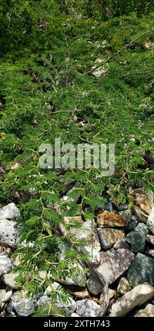 twisted acacia (Vachellia tortuosa Stock Photo - Alamy