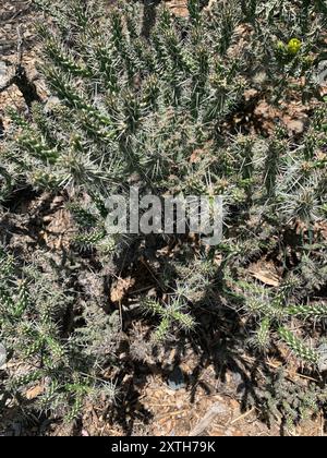 Whipple Cholla (Cylindropuntia whipplei) Plantae Stock Photo - Alamy