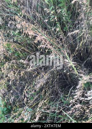 Japanese brome (Bromus japonicus) Plantae Stock Photo - Alamy