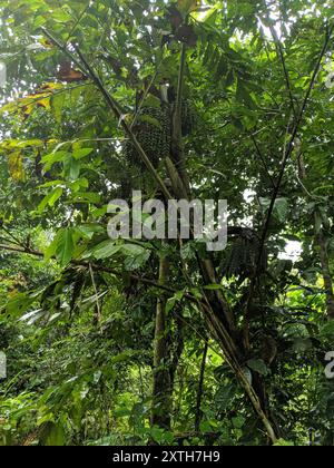 Fishtail palms (Caryota) Plantae Stock Photo - Alamy