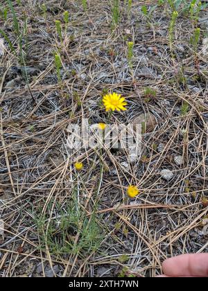 Desert Yellow Fleabane (Erigeron linearis) Plantae Stock Photo - Alamy