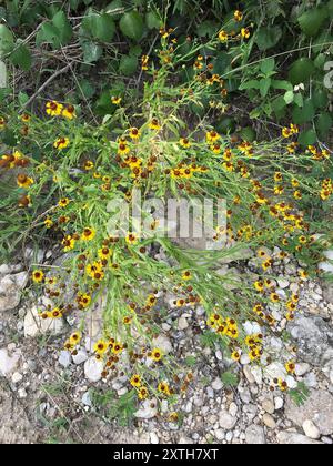 Smallhead Sneezeweed (Helenium microcephalum) Plantae Stock Photo - Alamy