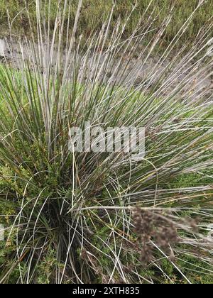Southwestern Spiny Rush (Juncus acutus leopoldii) Plantae Stock Photo ...