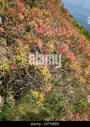 tree spurge (Euphorbia dendroides) Plantae Stock Photo - Alamy