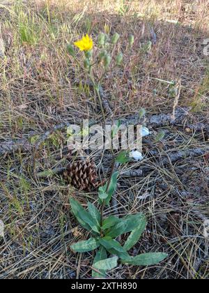 western hawkweed (Hieracium scouleri) Plantae Stock Photo - Alamy