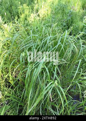 retrorse sedge (Carex retrorsa) Plantae Stock Photo - Alamy
