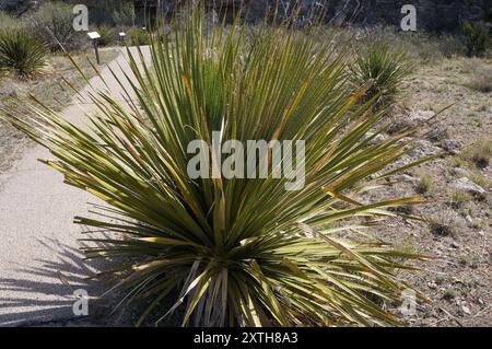 Smooth Sotol (Dasylirion leiophyllum) Plantae Stock Photo - Alamy