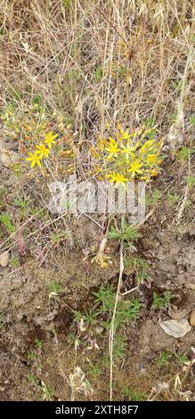 goldenstar (Bloomeria crocea) Plantae Stock Photo - Alamy