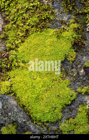 Twisted Moss (Tortella tortuosa) Plantae Stock Photo - Alamy