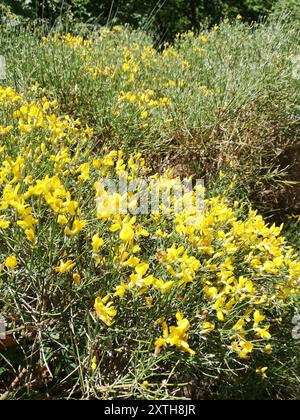 brooms, lupines, and allies (Genisteae) Plantae Stock Photo - Alamy