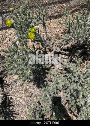 Whipple Cholla (Cylindropuntia whipplei) Plantae Stock Photo - Alamy