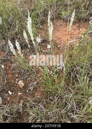 white milkwort (Polygala alba) Plantae Stock Photo - Alamy