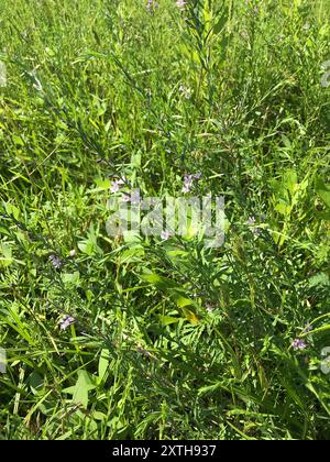 Winged Loosestrife (Lythrum alatum) Plantae Stock Photo - Alamy