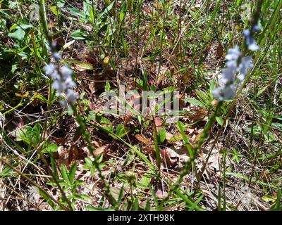 Narrowleaf Vervain (Verbena simplex) Plantae Stock Photo - Alamy