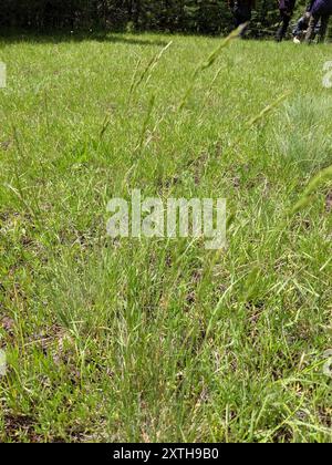 mountain bunch grass (Festuca viridula) Plantae Stock Photo - Alamy