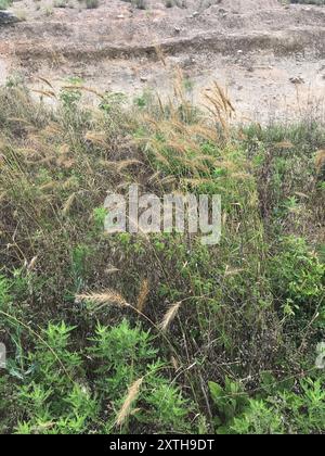 Canada wild rye (Elymus canadensis) Plantae Stock Photo - Alamy