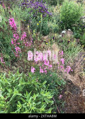 Rose Checkermallow (Sidalcea virgata) Plantae Stock Photo - Alamy