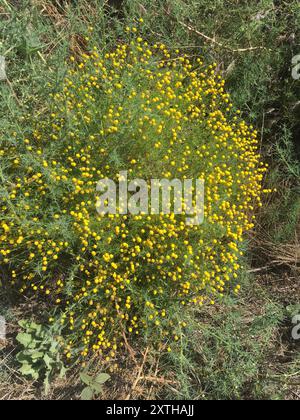 stinknet (Oncosiphon pilulifer) Plantae Stock Photo - Alamy