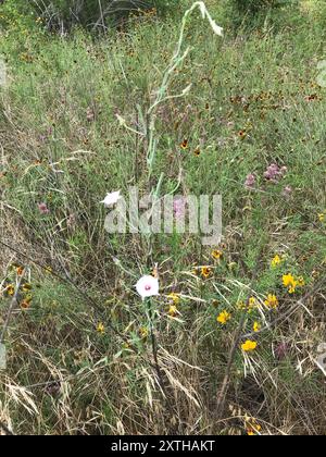 Texas bindweed (Convolvulus equitans) Plantae Stock Photo - Alamy