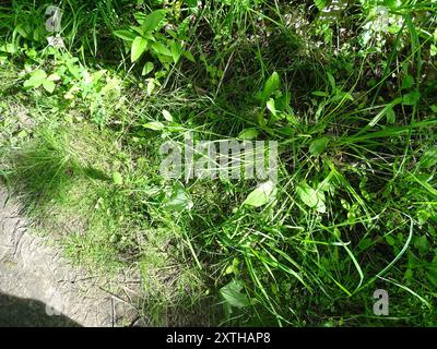 oval-headed sedge (Carex cephalophora) Plantae Stock Photo - Alamy